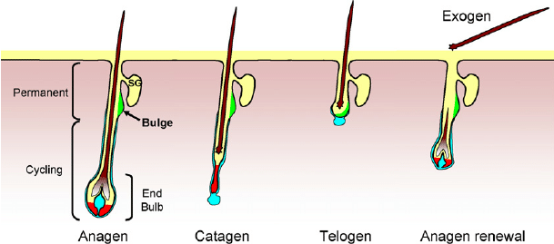 How do Hair Follicles Functions? | AliKing